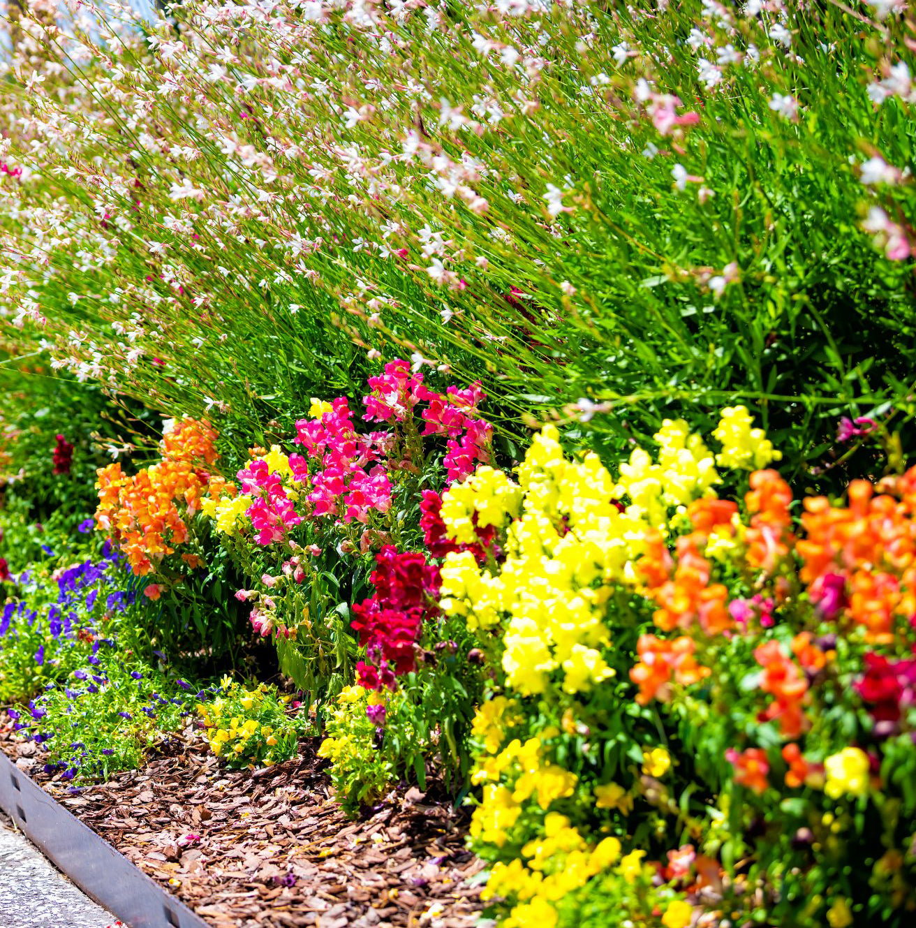 Alabama Wildflower Seeds - Easy to Grow | Created By Nature