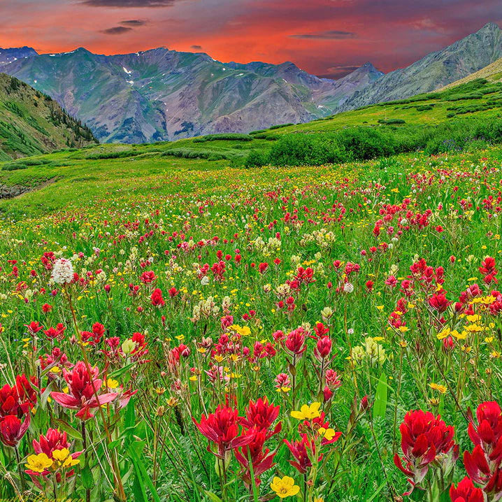 Colorado Wildflower Seeds | Created By Nature