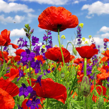 Georgia Wildflower Seeds | Created By Nature
