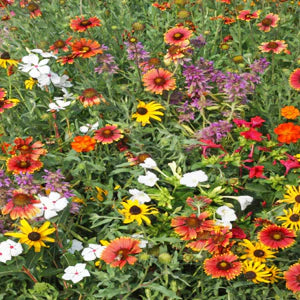 Ohio Wildflower Seeds | Created By Nature