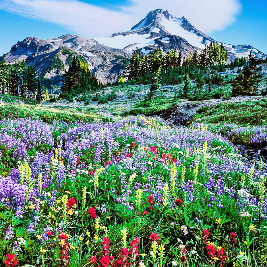 Oregon Wildflower Seeds & Fragrances | Created By Nature