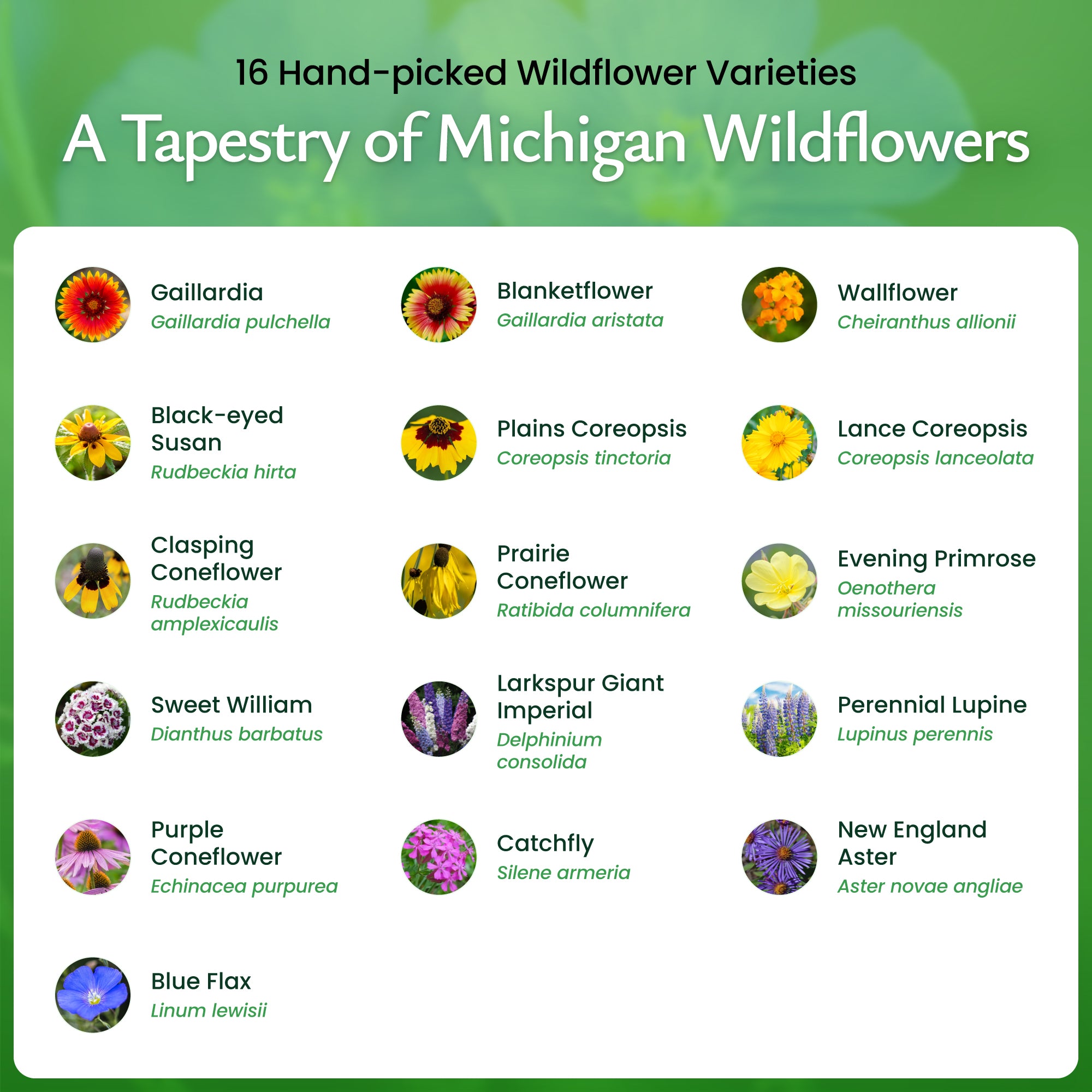 Michigan Wildflower Seeds | Created By Nature