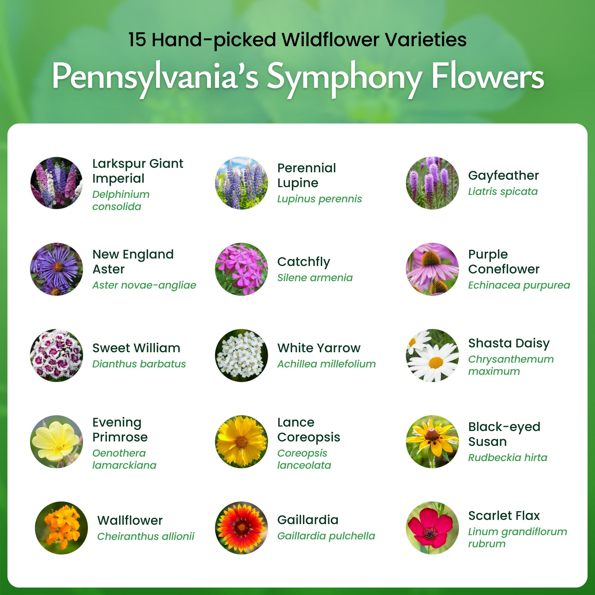 Pennsylvania Wildflower Seeds | Created By Nature