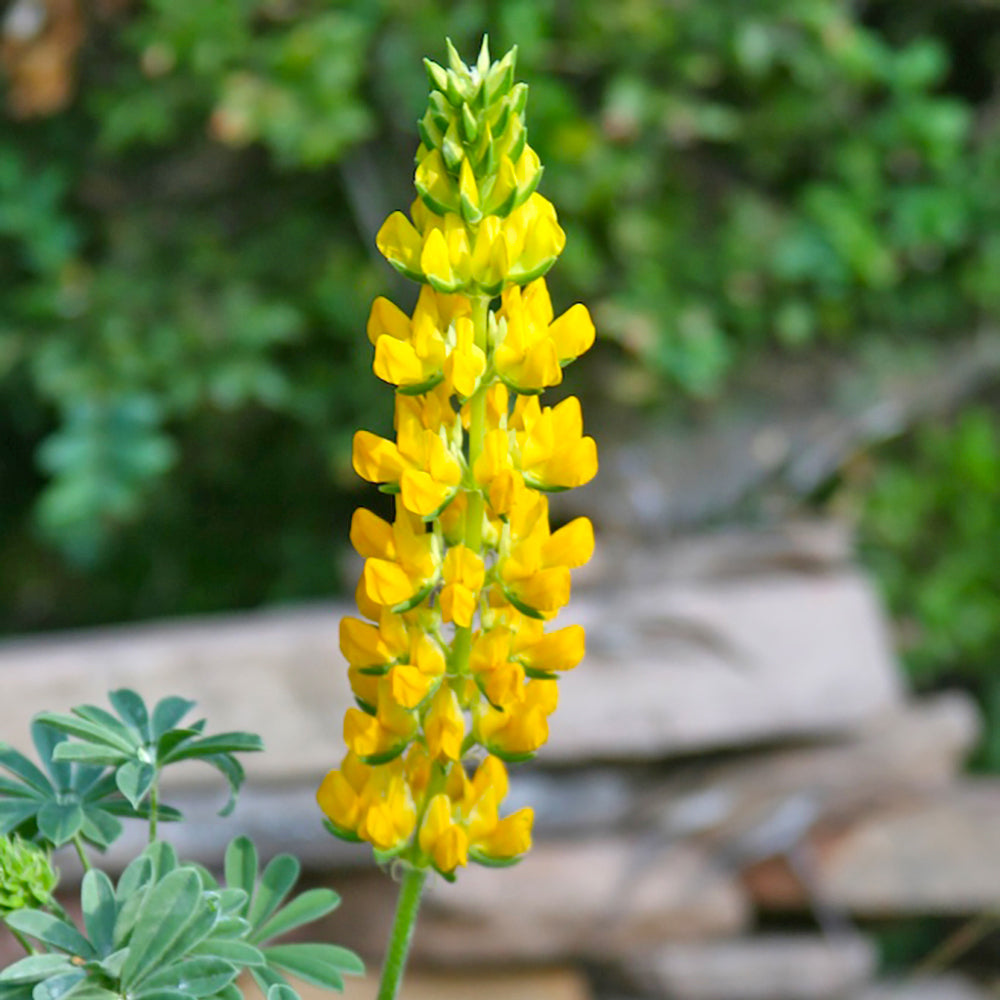 Oregon Wildflower Seeds & Fragrances | Created By Nature